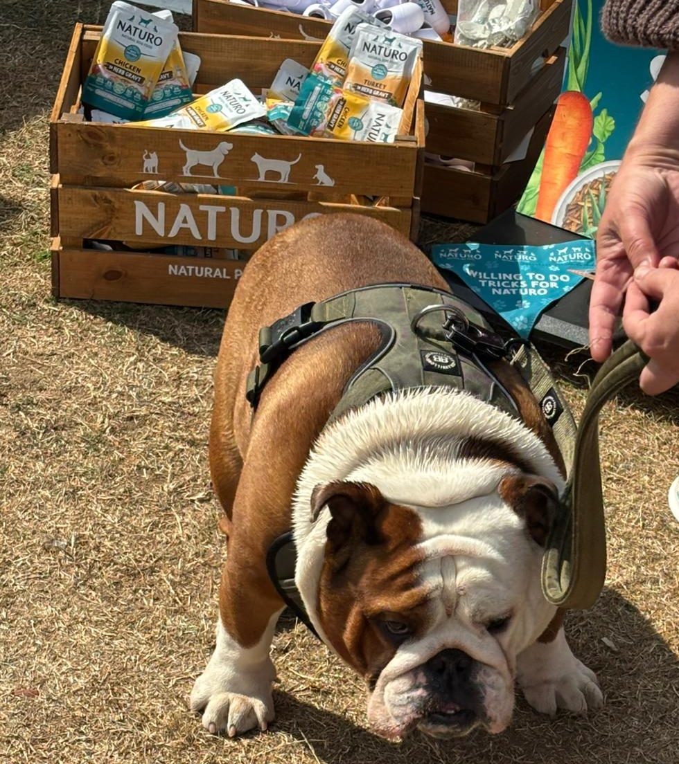 Naturo Natural Pet Food | All About Dogs Festival